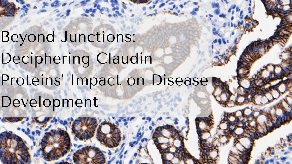 Beyond Junctions: Deciphering Claudin Proteins' Impact on Disease Deve – HUABIO