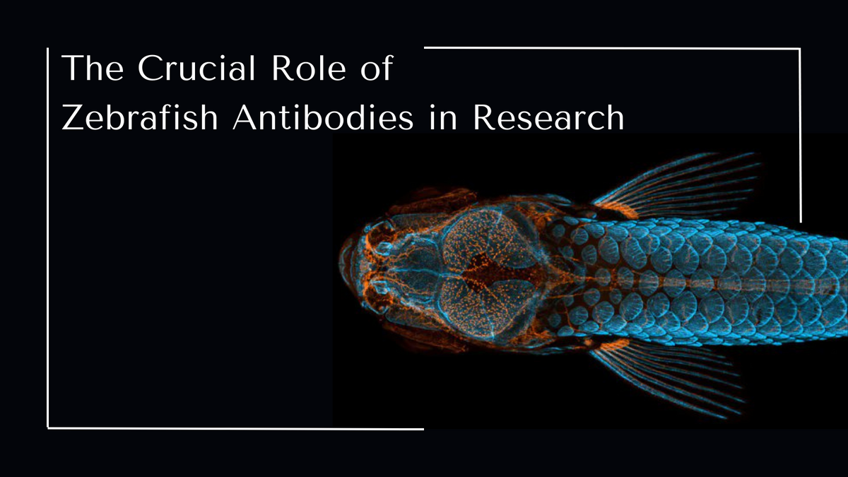 Diving into Discovery: How Zebrafish Antibodies are Revolutionizing Sc ...