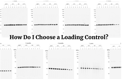 How to Choose a Loading Control for Western Blotting – HUABIO