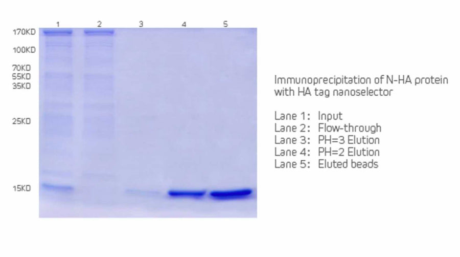 HA tag Nanoselector Agarose (HA710007) – HUABIO